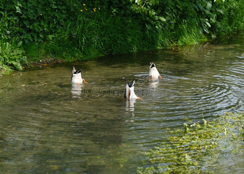 Three Ducks Dabbling Upside Down in a Clear Stream Stock Image - Image ...