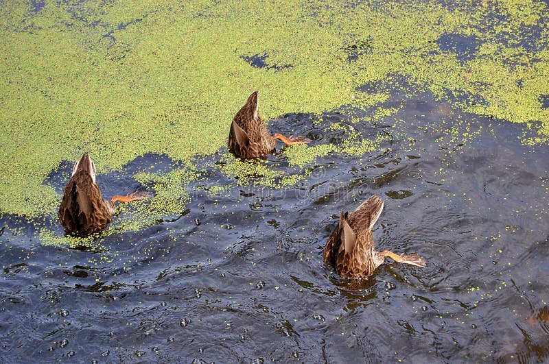 Diving Ducks in a Pond stock photo. Image of natural - 362909966