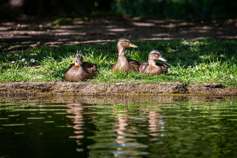 Three Ducks stock photo. Image of europe, habitat, pells - 180188736