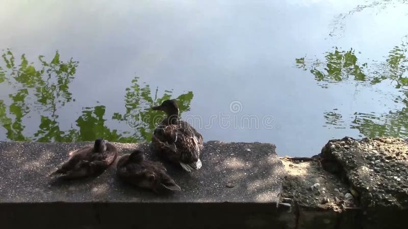 Three Ducks on Lake Diving into Water Stock Footage - Video of bird ...