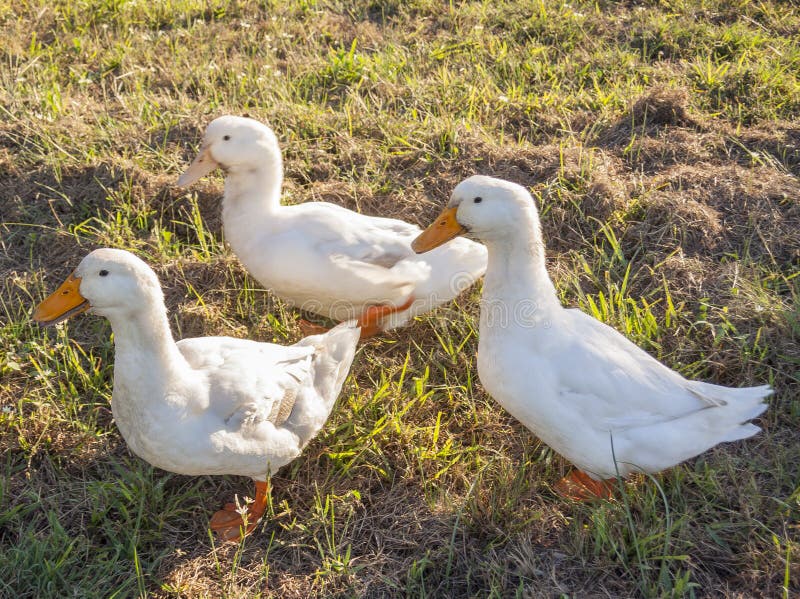 Three Ducks in a Field stock photo. Image of bird, beak - 78281698