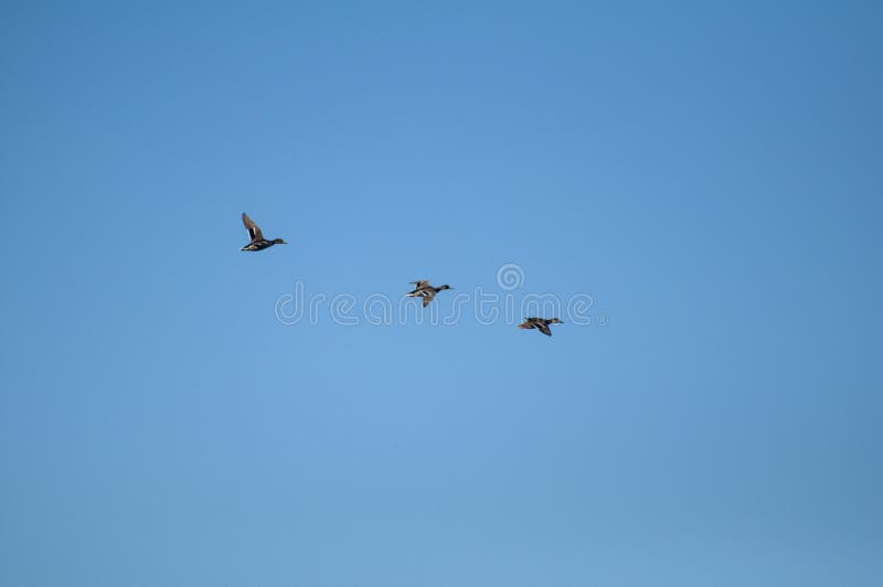 Three ducks flying stock photo. Image of mallardduck - 178168494