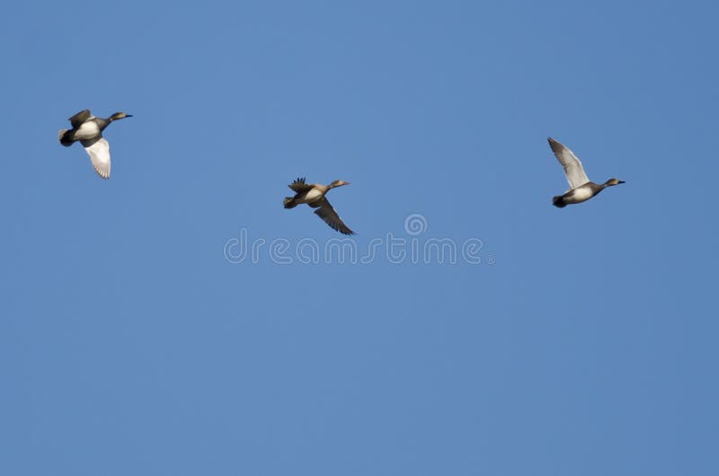 Three Ducks Flying in a Blue Sky Stock Photo - Image of aquatic, three ...