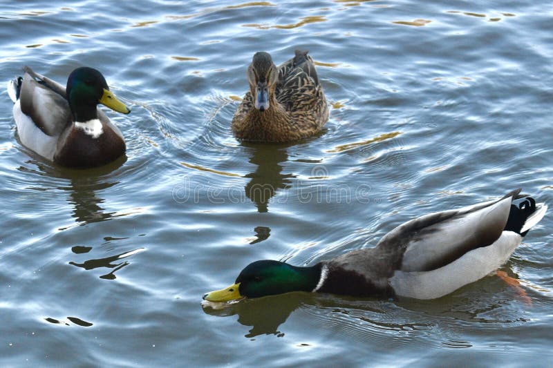 Three ducks stock photo. Image of gorgeous, pond, three - 221332922