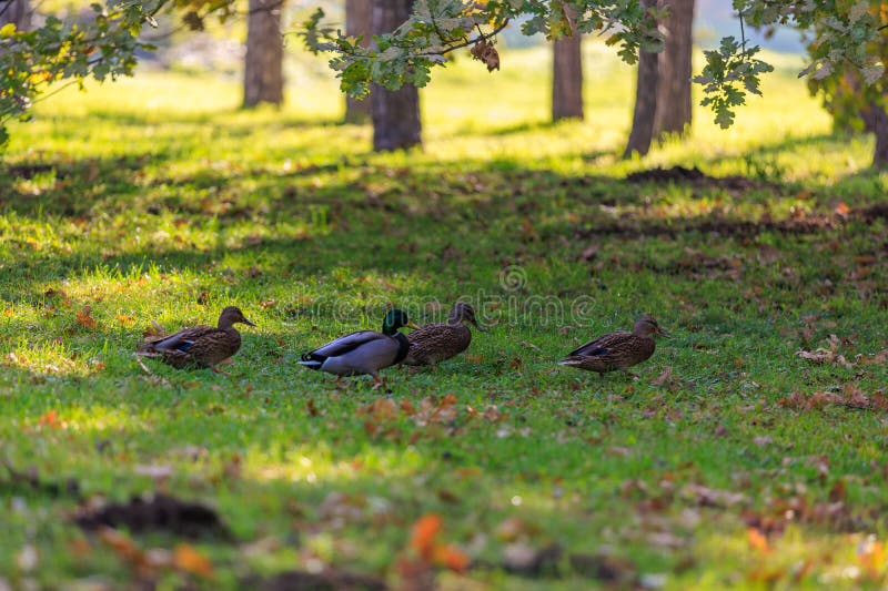 Ducks in field stock image. Image of wildlife, birds - 76577439