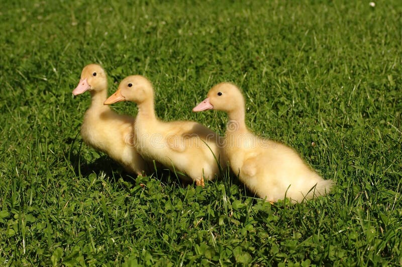 Three ducks in a row stock image. Image of field, bill - 15185669