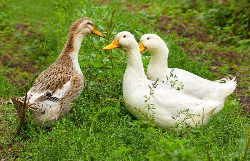 Three Ducks on a Green Lawn Stock Image - Image of green, farming: 33597409