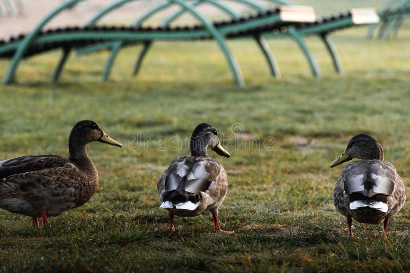 Three Ducks Have a Nice Walk at the Beach Stock Image - Image of morning, green: 355950127