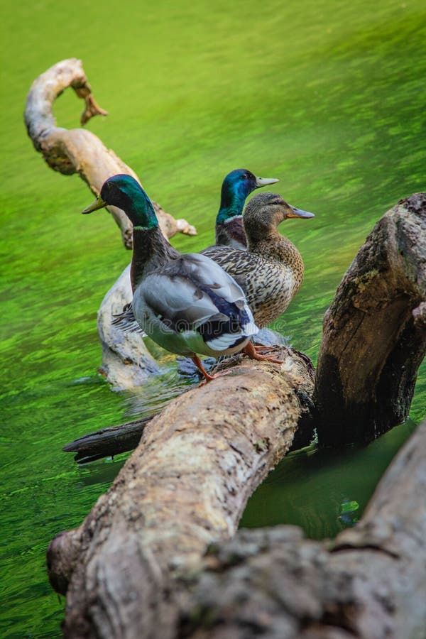 Three ducks on a lake stock image. Image of water, animals - 205784901