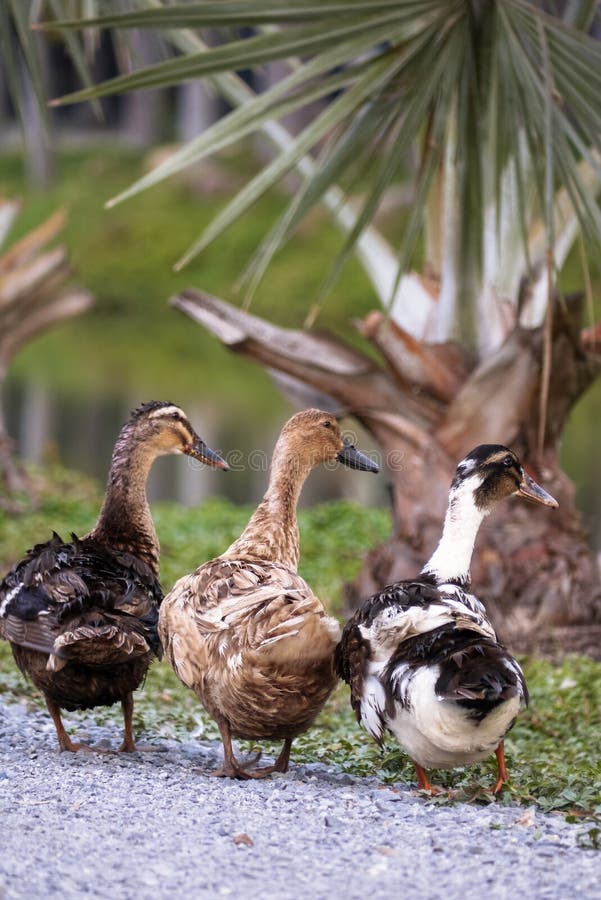 Three ducks stock image. Image of dirty, head, feather - 55514617