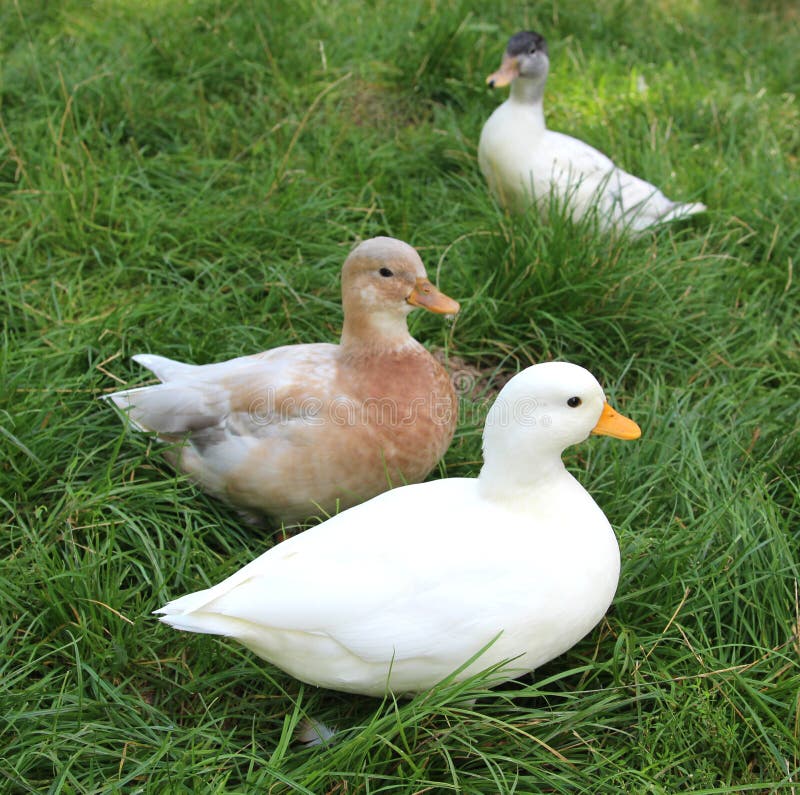 Three ducks on a meadow stock photo. Image of people - 98979324