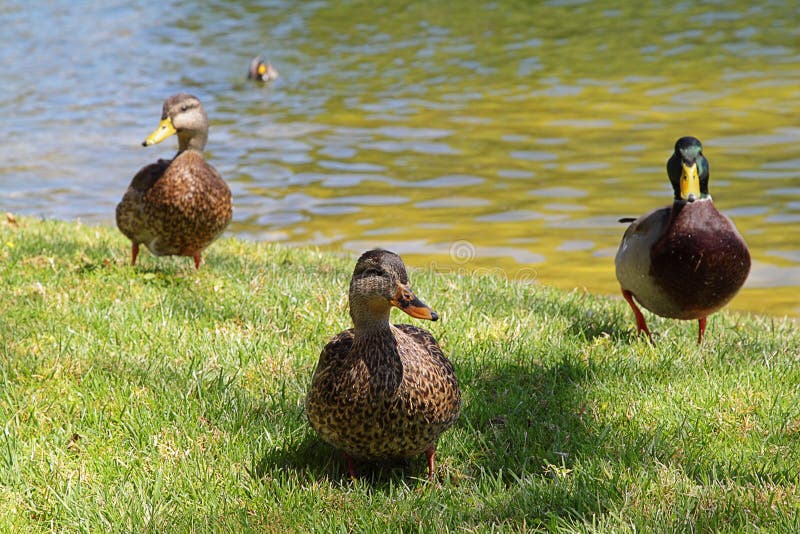 Three ducks near the pond stock image. Image of outdoor - 16463025