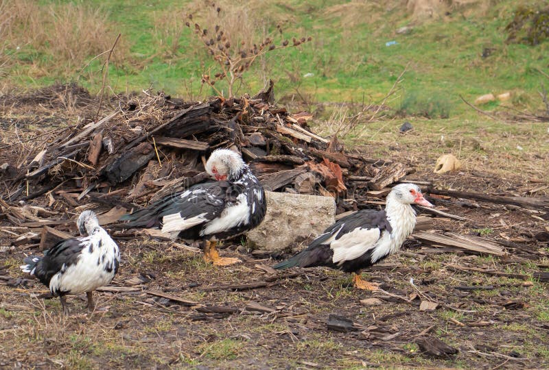 Three Ducks Out for a Walk in Nature Stock Image - Image of little ...
