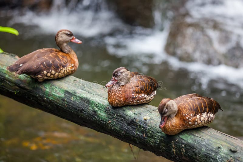 Three Ducks in a Row on Perch of Wood Stock Photo - Image of spotted ...
