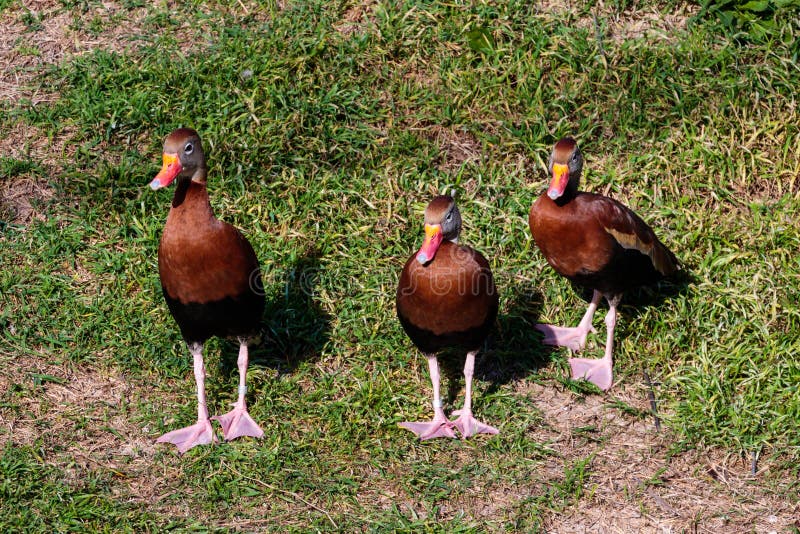 Three Ducks in a Row stock photo. Image of crocodile - 86608822