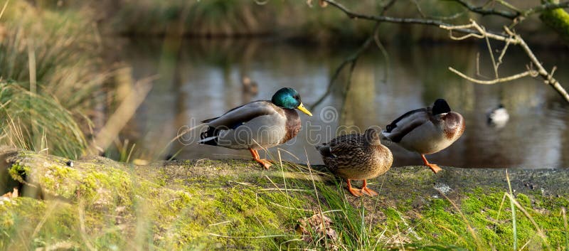 Three Ducks Resting by the Lake Stock Image - Image of feather, lake ...