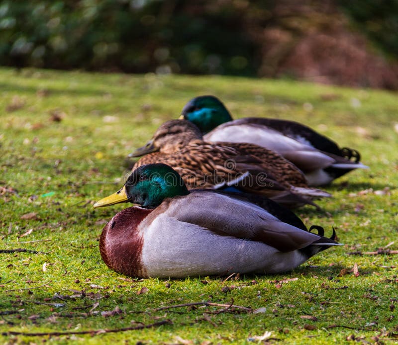 Three Ducks Seated in a Row on the Grass by the Pond at Leases P Stock ...