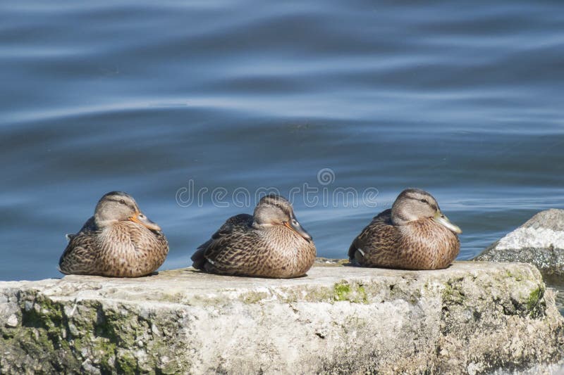 Three Ducks Sit on a Stone Shore, with Their Backs To the Viewer. Blue ...