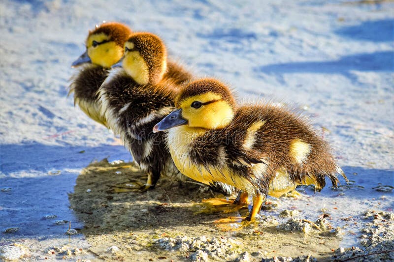 Three Ducks Standing on a Wet Ground Stock Image - Image of family ...