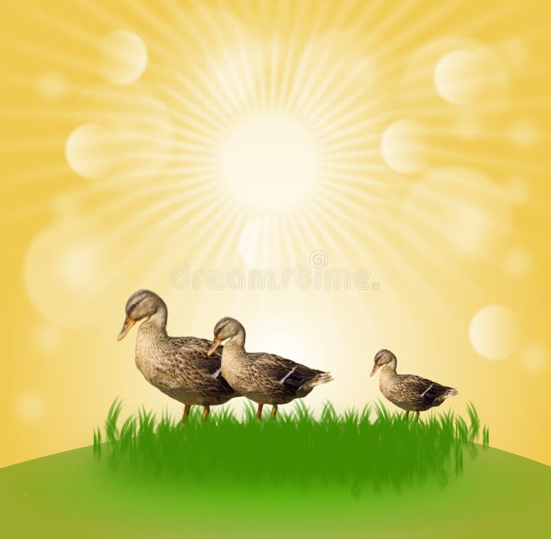 Three Ducks in the Front Yard Stock Vector - Illustration of ...
