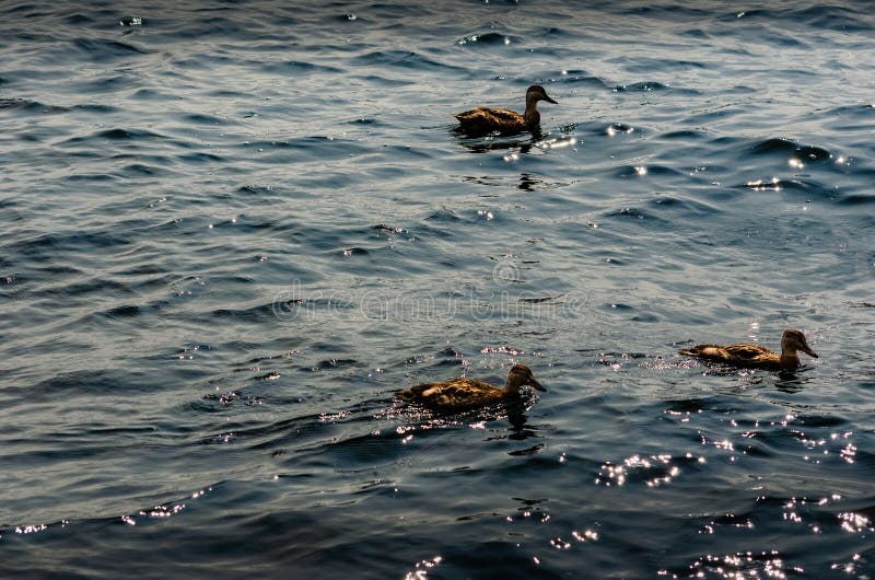 Three Ducks Swimming in Blue Water Stock Photo - Image of north, family ...
