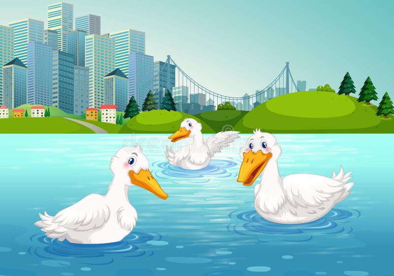 Three Ducks Swimming in the Lake Stock Vector - Illustration of drawing ...