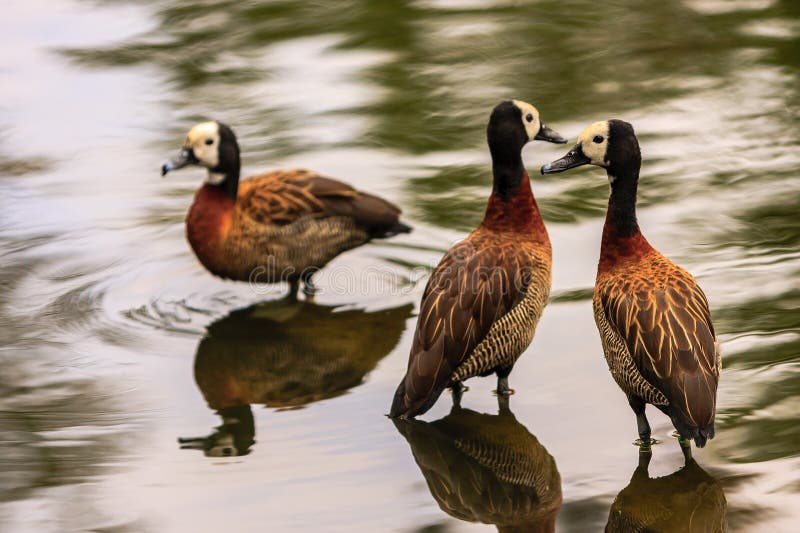 Three Ducks are Swimming in a Pond Stock Image - Image of canadensis ...