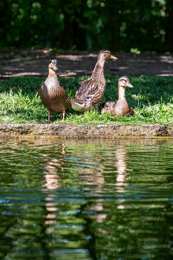 Three Ducks stock photo. Image of avian, scene, lewes - 180188156
