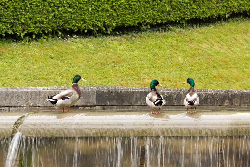 Three Ducks Wading in a Pond Stock Image - Image of duck, quiet: 38839577
