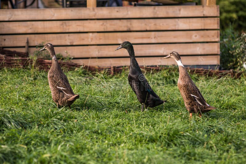 Three Ducks Walking in Line in the Grass Stock Image - Image of park ...