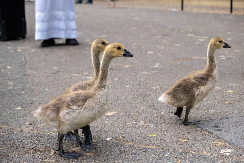 Three Ducks on the Sidewalk in Regent S Park, London Stock Photo ...