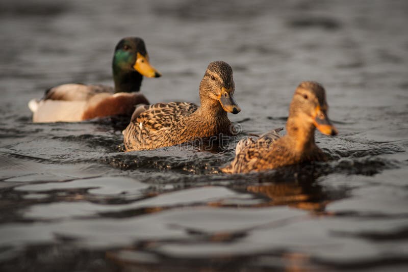351 Front View Mallard Duck Stock Photos - Free & Royalty-Free Stock ...