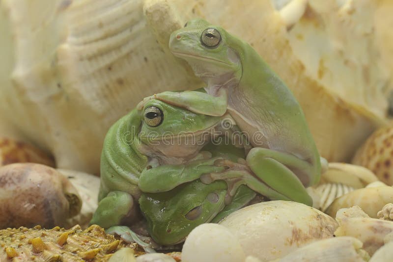 Three Dumpy Frogs are Resting. Stock Image - Image of indonesia ...