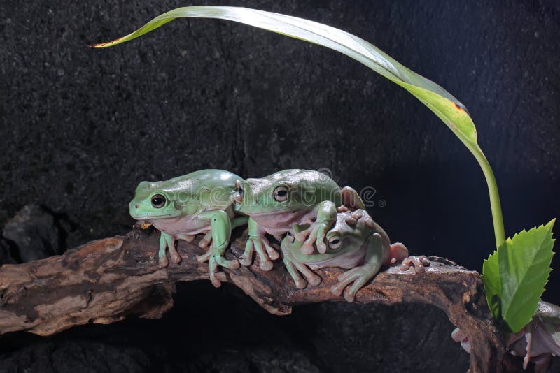 Three Dumpy Frogs Resting on Dry Logs. Stock Photo - Image of living ...