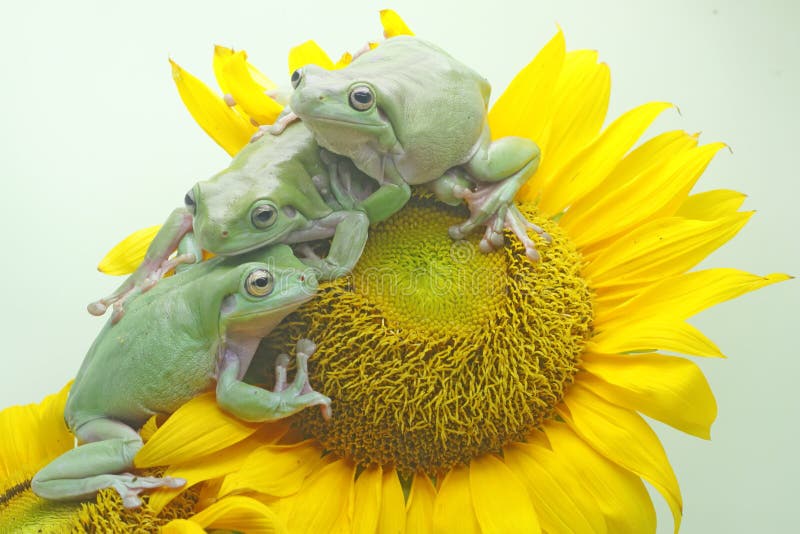 Three Dumpy Frogs Resting on a Sunflower. Stock Image - Image of ...