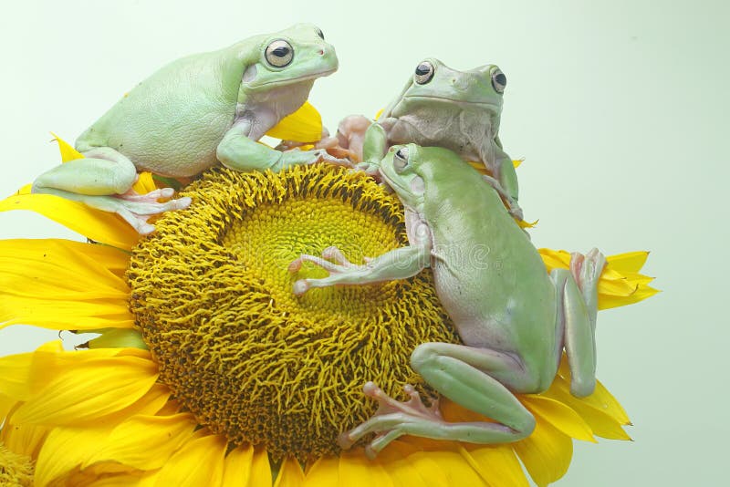 Three Dumpy Frogs Resting on a Sunflower. Stock Image - Image of jump ...