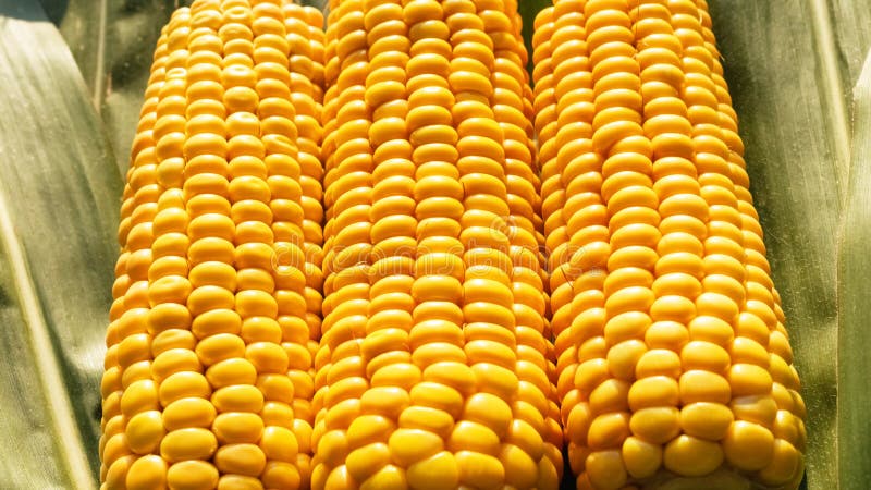 Three Cobs of Corn on Green Leaves Stock Image - Image of background ...