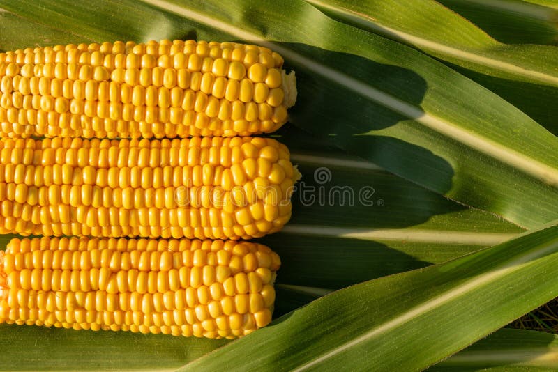 Three Cobs of Corn on Green Leaves Stock Photo - Image of nature ...
