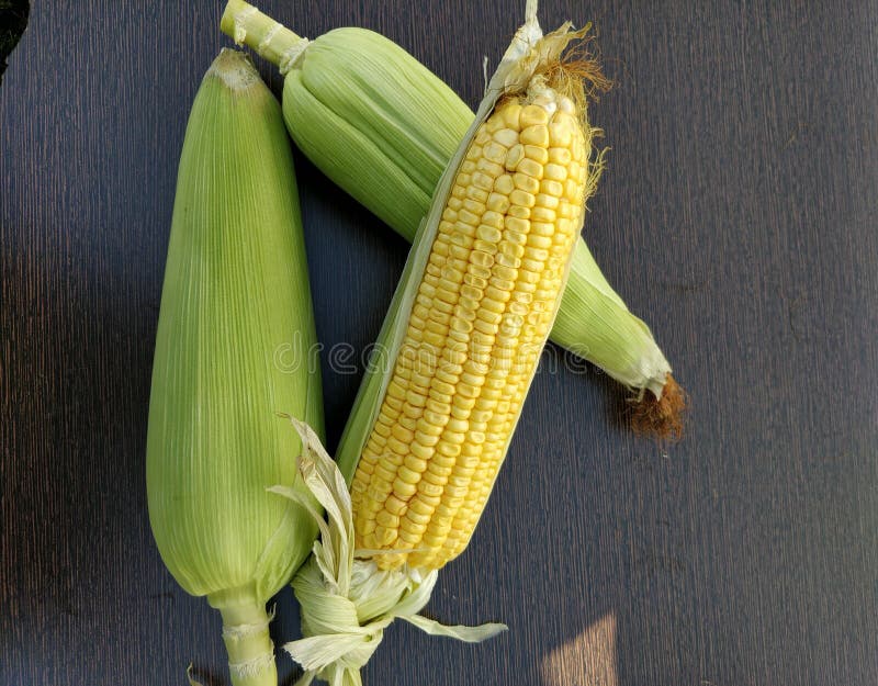 Three Ears of Corn, Two of Them are with Husk and One with Half Husk on ...