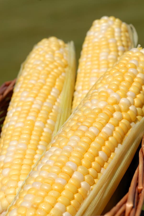 Three ears of fresh corn stock image. Image of cuisine - 3224305