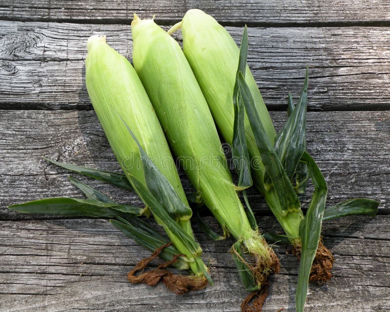 Three Ears of Fresh Picked Corn on the Cob in Husk Stock Photo - Image ...