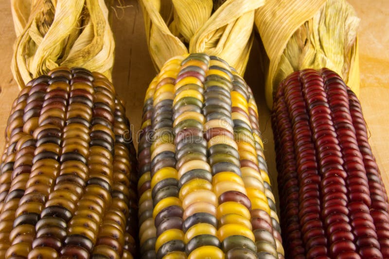 Three Ears of Indian Corn on a Table Stock Photo - Image of close ...