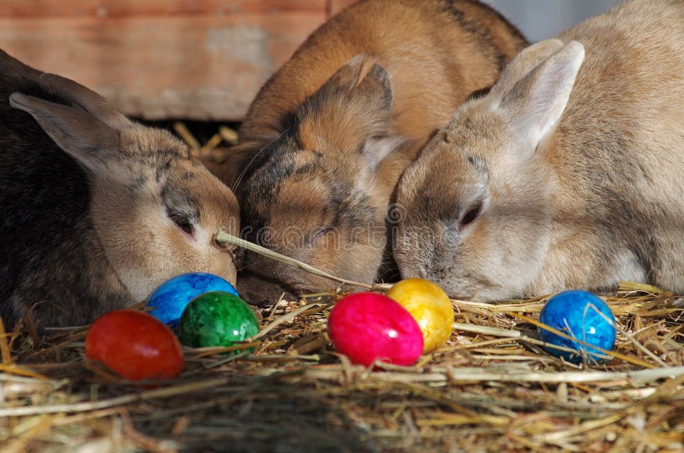 Three Easter Bunnies with Easter Eggs Stock Photo - Image of domestic ...