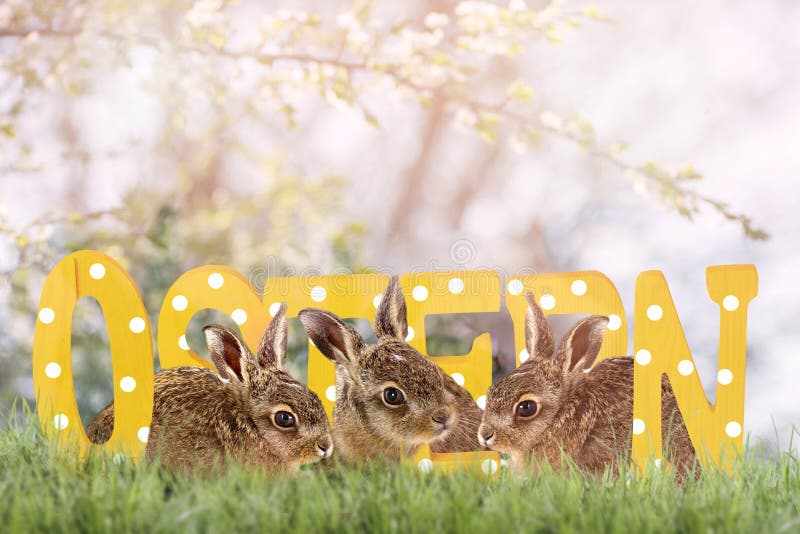 Three Easter Bunnies Sitting in a Meadow with Wooden Letters Easter ...