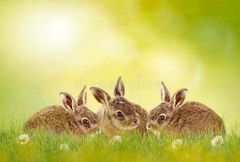 Easter Bunny on Meadow with Daffodils Stock Photo - Image of daffodil ...