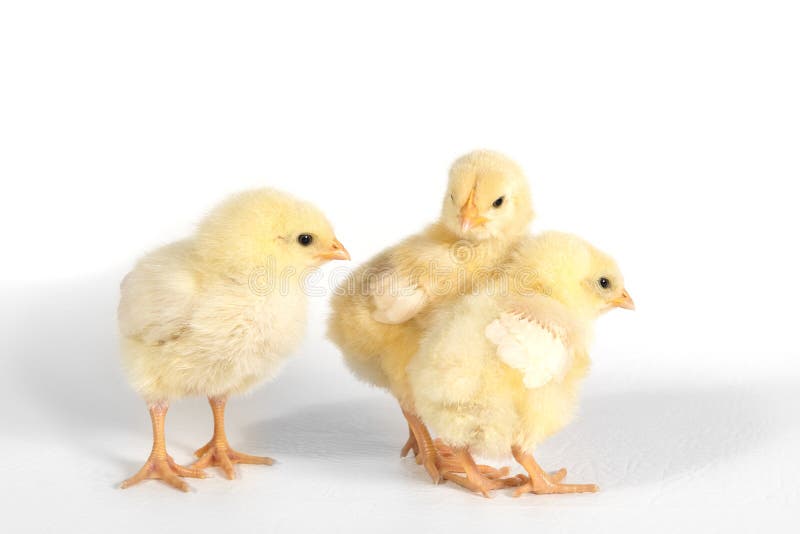 Three Easter Chickens Stand Side by Side Stock Photo - Image of cute ...