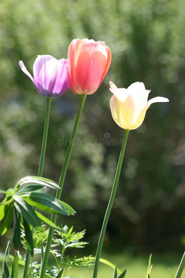 Easter Bunny and Basket 1 stock image. Image of rabbit, pink - 69379