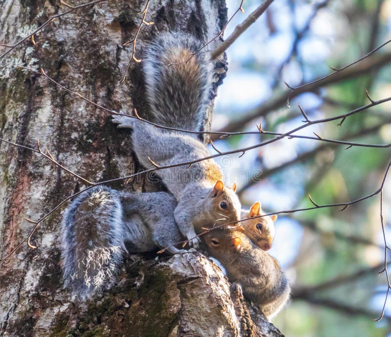 Three squirrels stock photo. Image of animal, close, three - 84141770