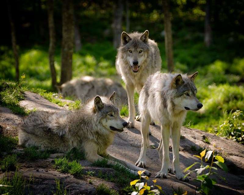 Wolves pack stock photo. Image of wolf, wilderness, mammal - 12302132