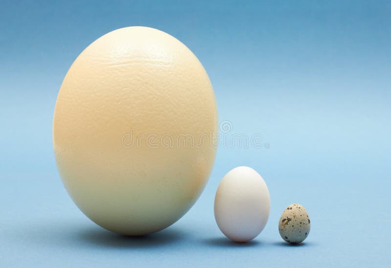Three Eggs of Different Size Stock Photo - Image of ostrich, chicken ...